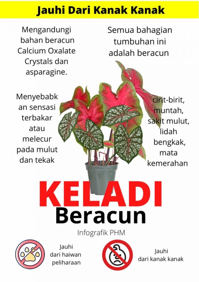 Cantik Tapi Beracun, Ini 7 Jenis Bunga Keladi Bahaya Pada Budak & Haiwan