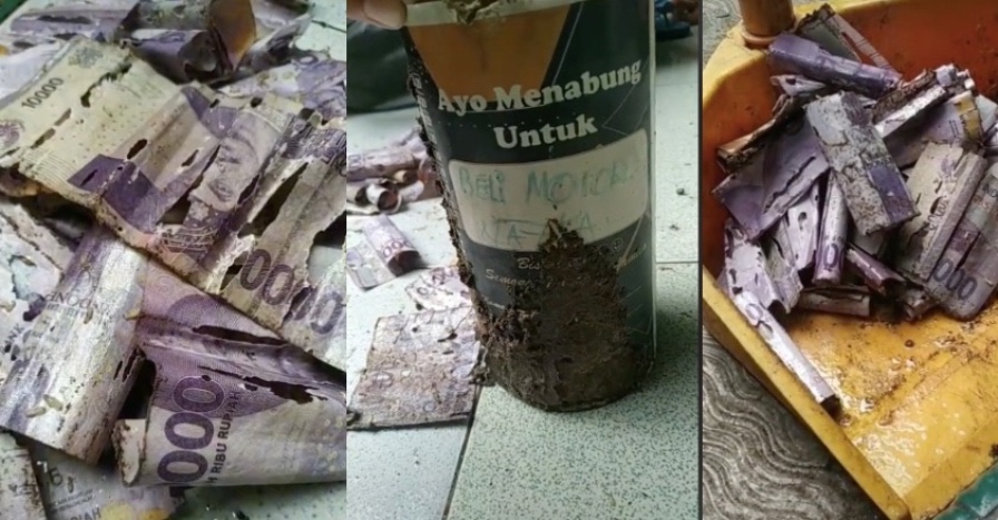Hasrat Beli Motor Terbantut, Wanita Terpaksa Berputih Mata Duit Tabung Dimakan Anai-Anai