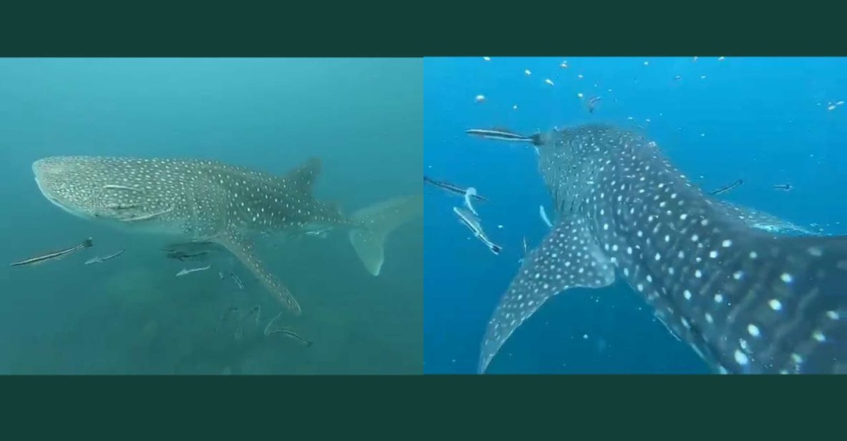 Penampakan Yu Paus Di Pulau Bidong, Terengganu Dirakam Pertama Kali