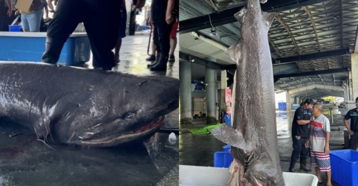 Nelayan Taiwan Tangkap Jerung Spesis Prasejarah, Jarang Dijumpai