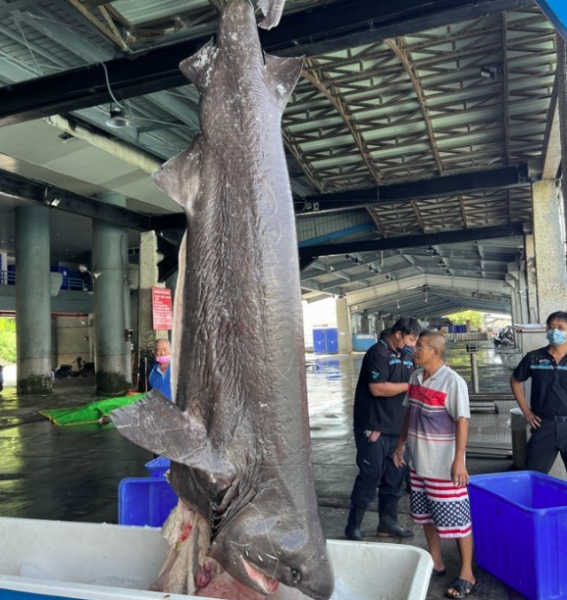 Nelayan Taiwan Tangkap Jerung Spesis Prasejarah, Jarang Dijumpai