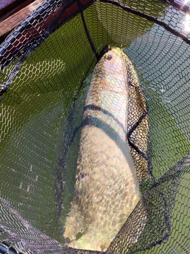 "Niat Nak Pancing Toman..," Lelaki Teruja, Berjaya Pancing Ikan Legenda ...