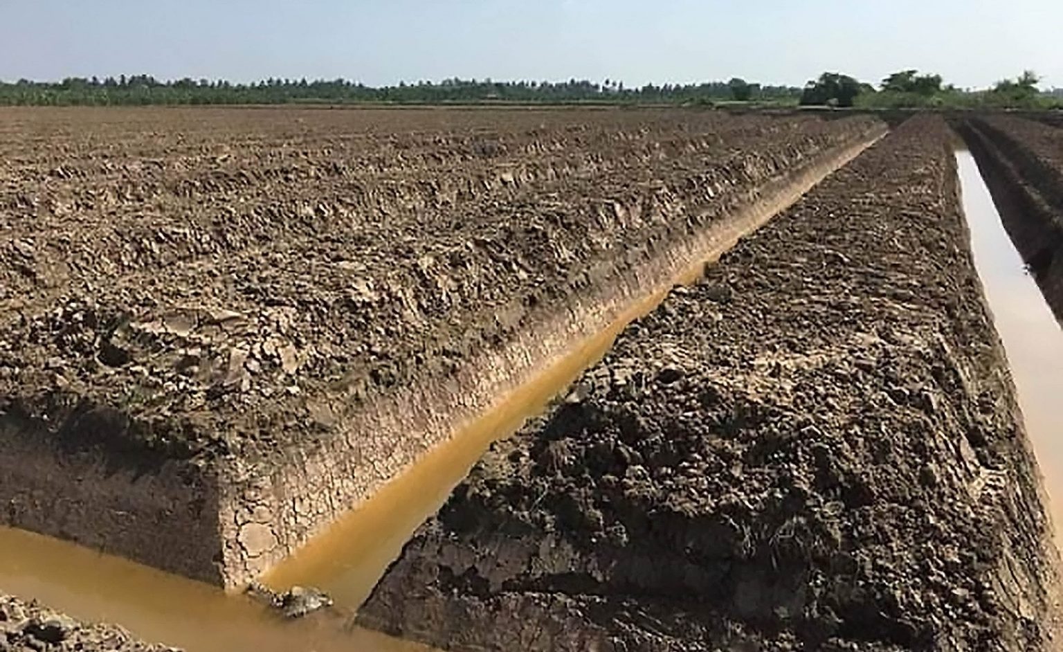 Ladang Dilengkapi Parit, Teknik Unik Industri Kelapa Di Thailand Jadi ...