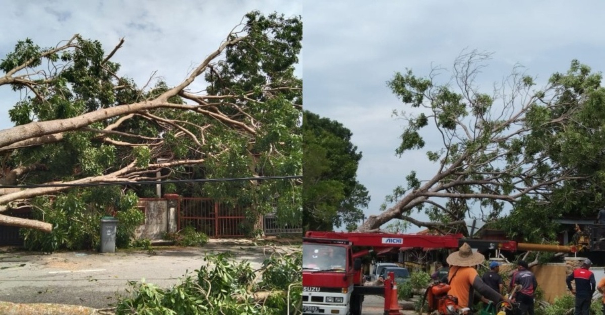 Inap Desa Dihempap Pokok Tumbang, 11 Penghuni Berdepan Detik Cemas