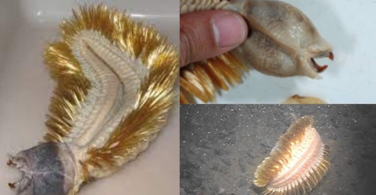 Boleh Membesar Sehingga 20cm, Kenali Eulagisca Gigantea, Cacing Berbulu ...