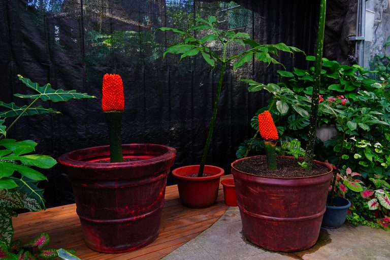 Pokok 'Bunga Mayat' Buat Pertama Kalinya Keluarkan Buah Di Taman Botani ...