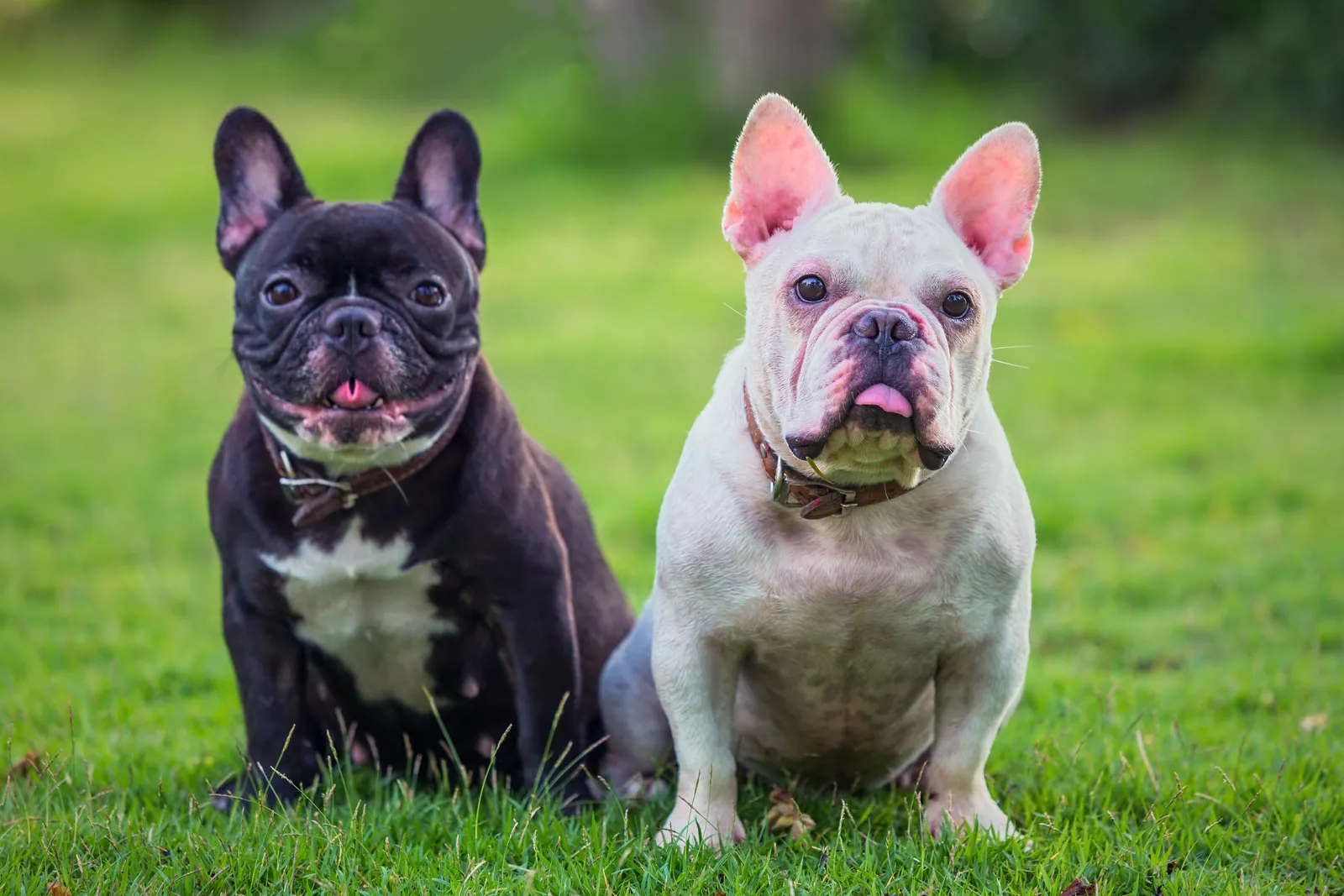 Polis Buru Suspek Pecah Rumah, Curi 19 Ekor Anjing Baka "French Bulldog"