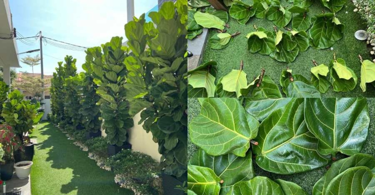 "Sebenarnya Mudah Sangat..," Lelaki Ajar Cara Nak Rimbunkan Pokok ...