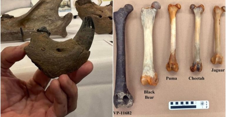 Sungai Terpanjang Di Dunia Mengering, Fosil Singa Amerika Berusia ...