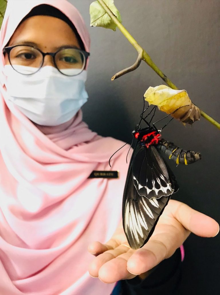 Rama-Rama Kebangsaan Malaysia, Rajah Brooke's Birdwing Berjaya Dibiakkan