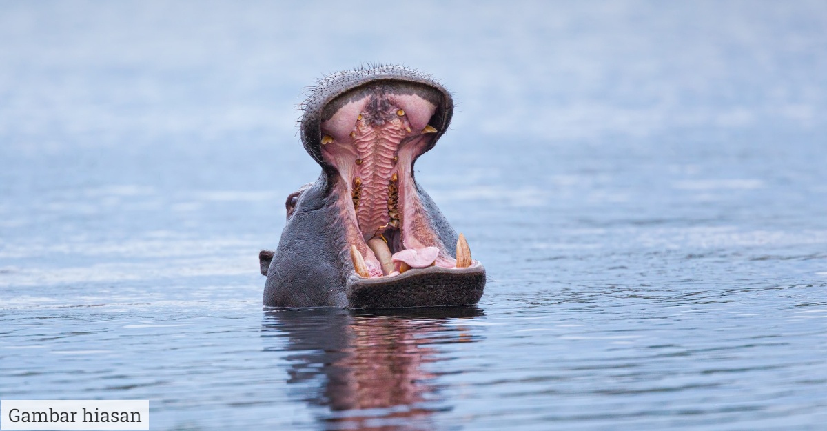 Kanak-Kanak Dua Tahun Cedera, Kena Telan Dengan Badak Air Sebelum ...