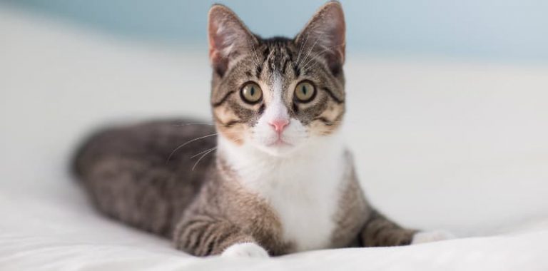 Tak Mahu Pisah Dengan 'Si Bulus'? Ini Tips Bawa Kucing Naik Kapal Terbang