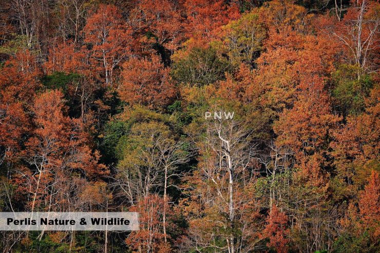Tarikan Unik Perlis, Fenomena Hutan Bertukar Warna Setahun Sekali