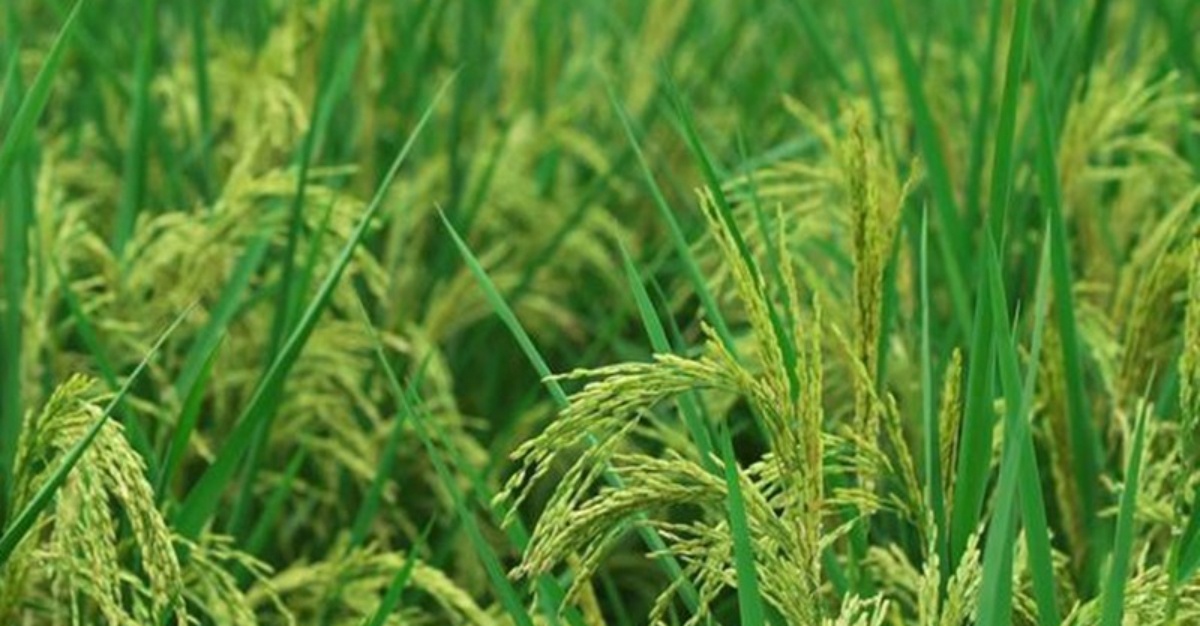 Saintis China Hasilkan Padi Hibrid 'Gergasi', Pokok Mampu Tumbuh ...
