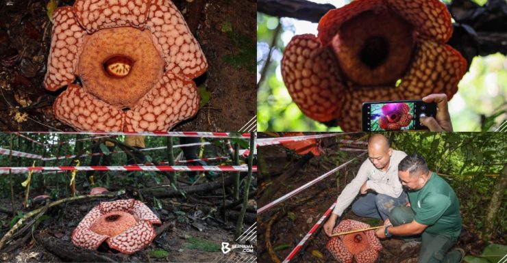 Habitat Bunga Pakma Di Hutan Simpan Tembat Akan Diwarta