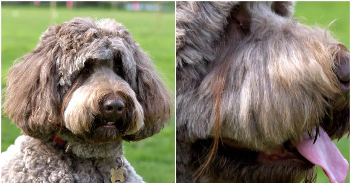 Anjing Bernama Coco Berjaya Pecah Rekod Dunia, Miliki Bulu Mata Paling ...