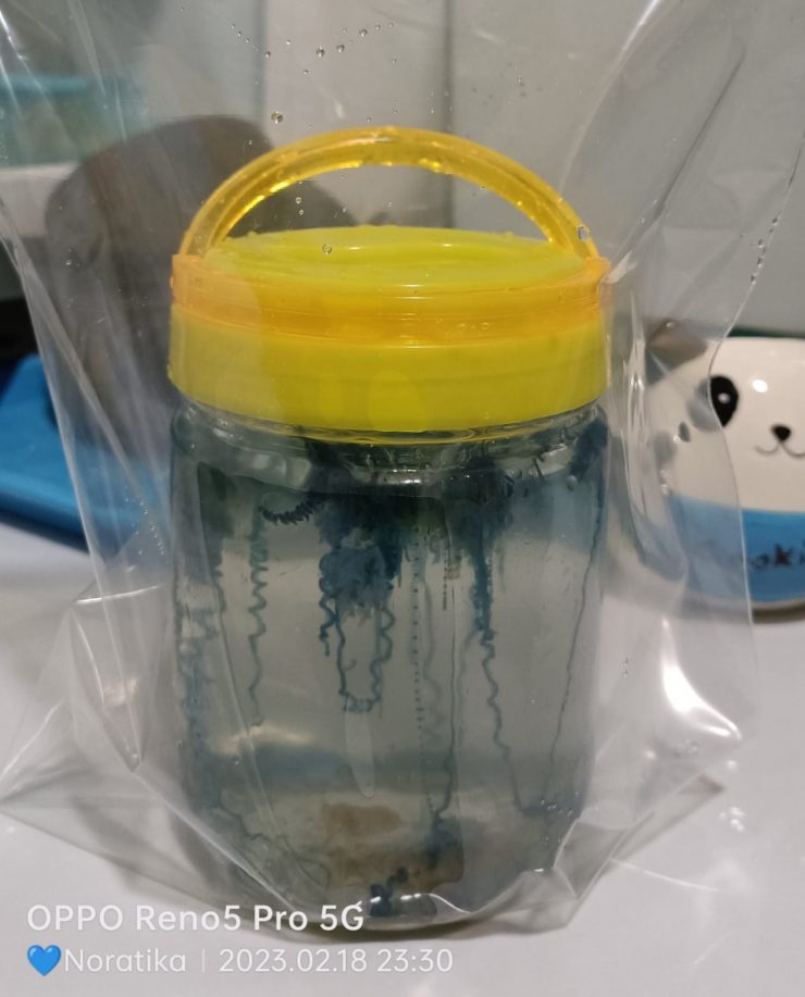 Ubur-Ubur Api Beracun Ditemui Terdampar Di Pantai Bukit Keluang