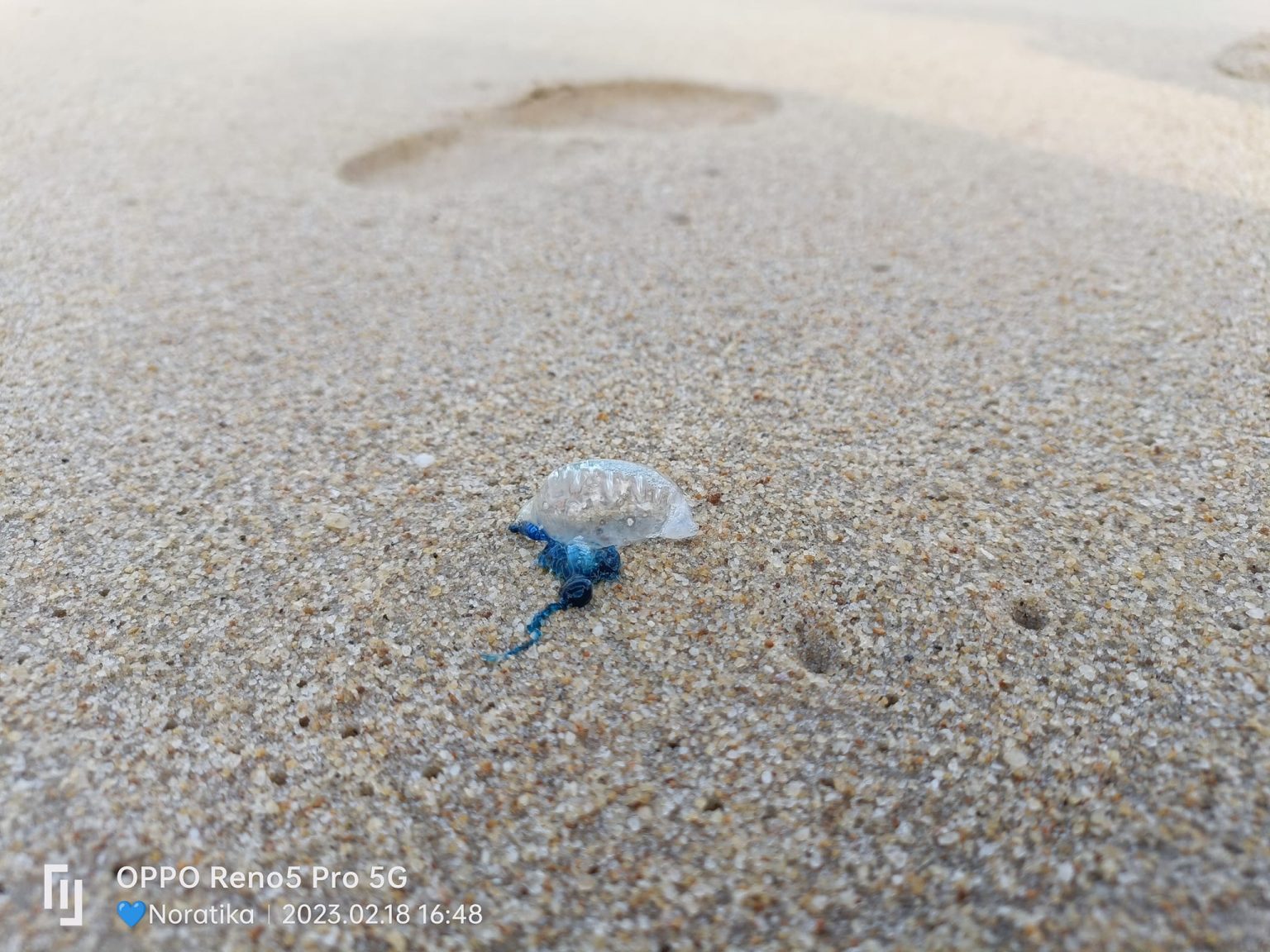 Ubur-Ubur Api Beracun Ditemui Terdampar Di Pantai Bukit Keluang