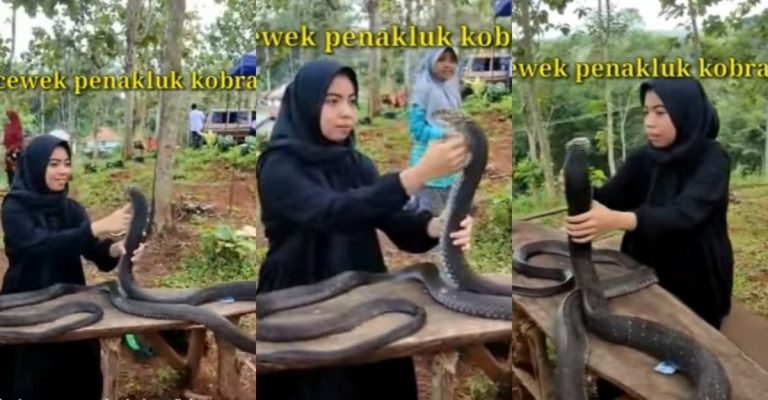 Tular Aksi Wanita Berani Layan Ular Tedung Seakan Kucing Buat Ramai Meremang