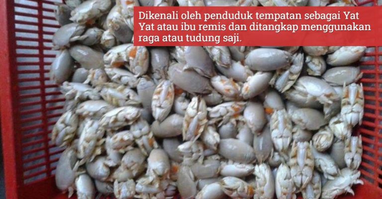 Halal Ke? Ini Hukum Makan Kutu Laut/Yat Yat Menurut Dr. Zulkilfli