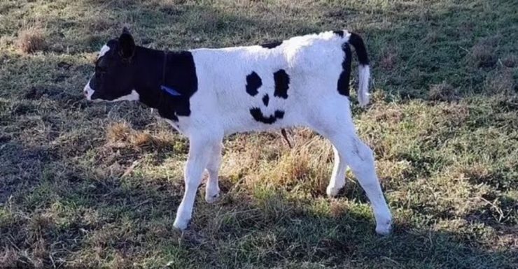 Diberi Nama "Happy", Anak Lembu Punyai Corak Unik Pada Badan Berbentuk ...