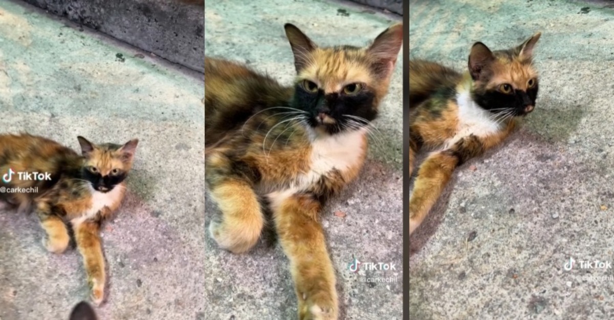 "Dah Habis PKP Dik," Kucing Miliki Corak Unik Seakan Pakai "Facemask ...