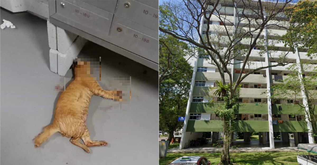 Darah Terpercik Ke Dinding, Kucing Ditemui Mati Bawah Apartmen