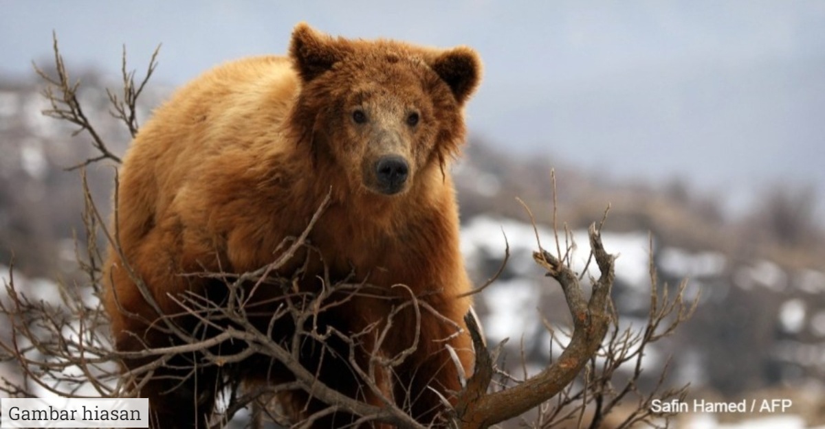 Mayat Lelaki Ditemui Dalam Keadaan Mengerikan, Dipercayai Dirobek Oleh ...