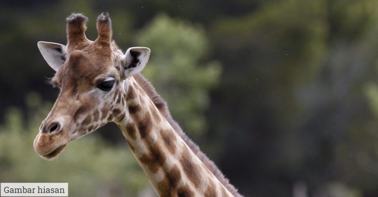 Zirafah Dari Afrika Tarikan Baharu Zoo Melaka