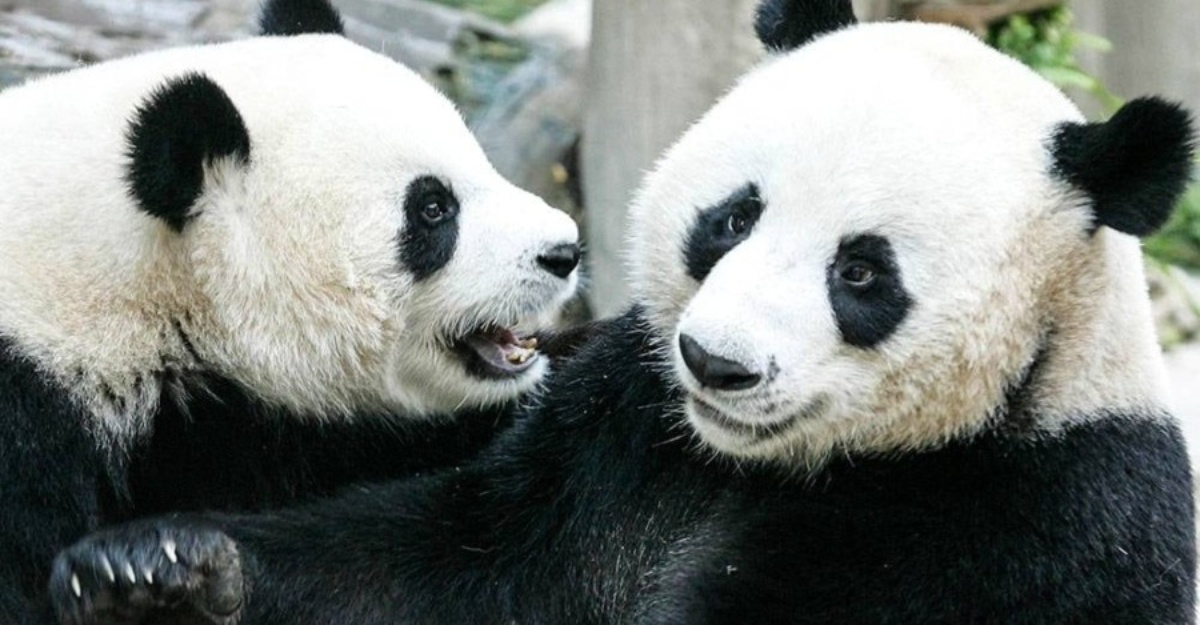 Panda Berusia 21 Tahun Yang Dipinjamkan Kepada Zoo Thailand Mati
