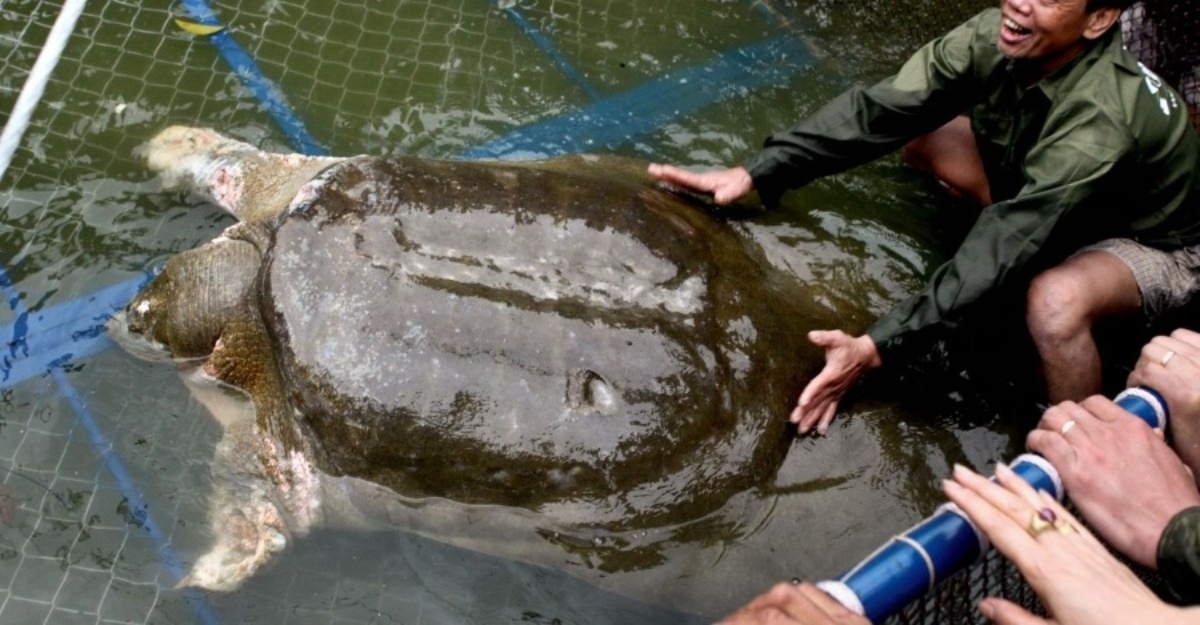 Spesis Labi-Labi Air Tawar Terbesar Diambang Kepupusan