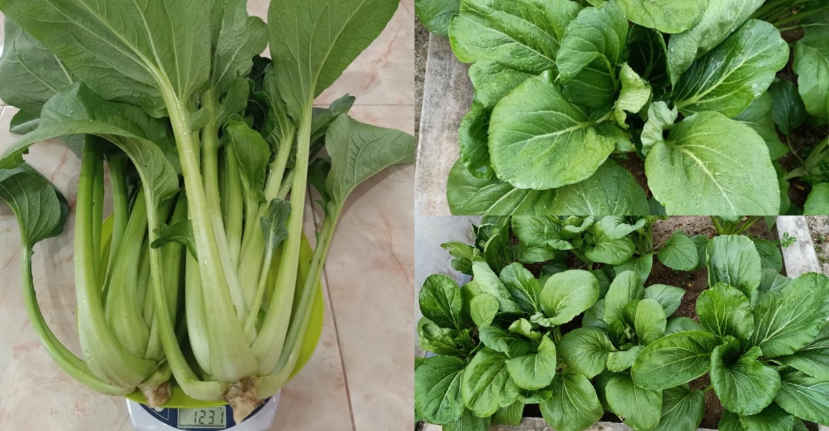 Puas Hati Tengok, Ini 9 Tips Tanam Sawi Agar Tumbuh Segar & Berkualiti