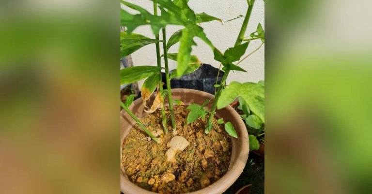 Mudah Je, Wanita Kongsi Tips Tanam Halia Di Rumah