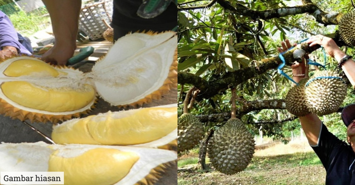 Nampak Sama Tapi Lain, Kenali Jenis-Jenis Durian Di Malaysia