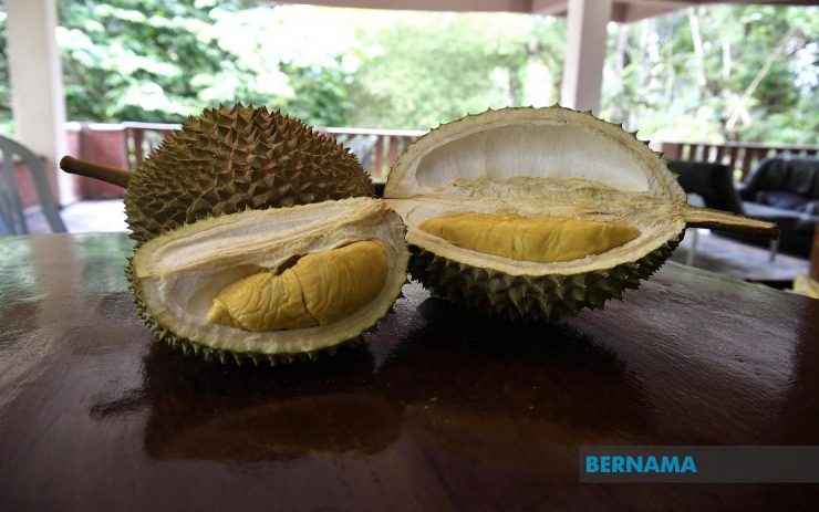 Nampak Sama Tapi Lain, Kenali Jenis-Jenis Durian Di Malaysia