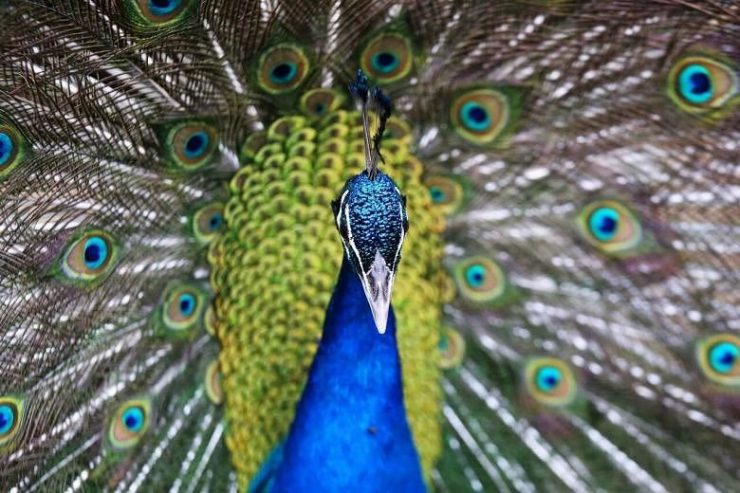 Kenapa Merak Jantan Lebih Cantik & Menarik Berbanding Merak Betina? Ini ...