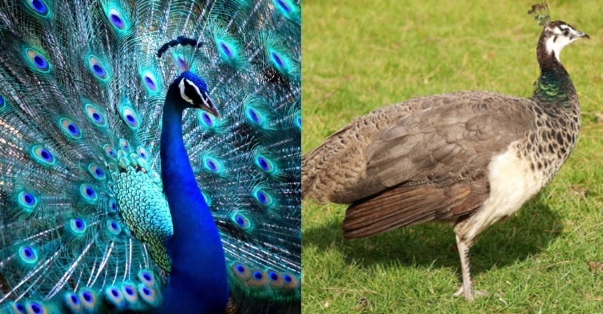 Kenapa Merak Jantan Lebih Cantik & Menarik Berbanding Merak Betina? Ini Penjelasannya