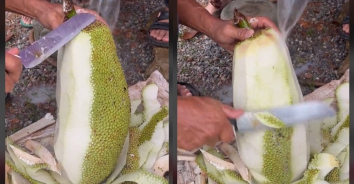 Guna Air Je, Wanita Kongsi Tips Elak Getah Nangka Melekat Pada Pisau ...