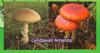Elak Makan Cendawan Liar, Ini Simptom-Simptom Keracunan Yang Wajib Anda ...