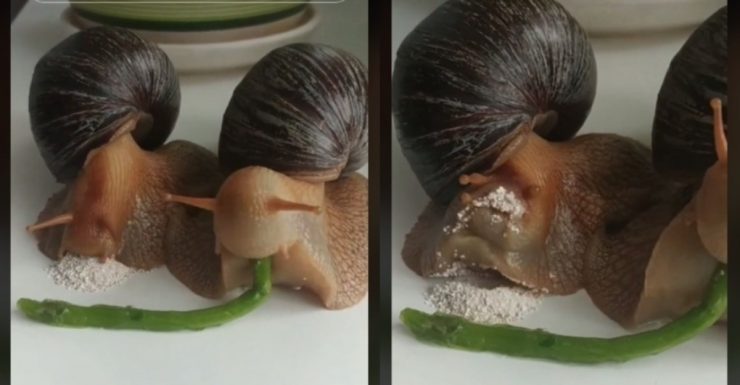 Ada Mulut Rupanya, Baru Tahu Macam Mana Cara Siput Makan