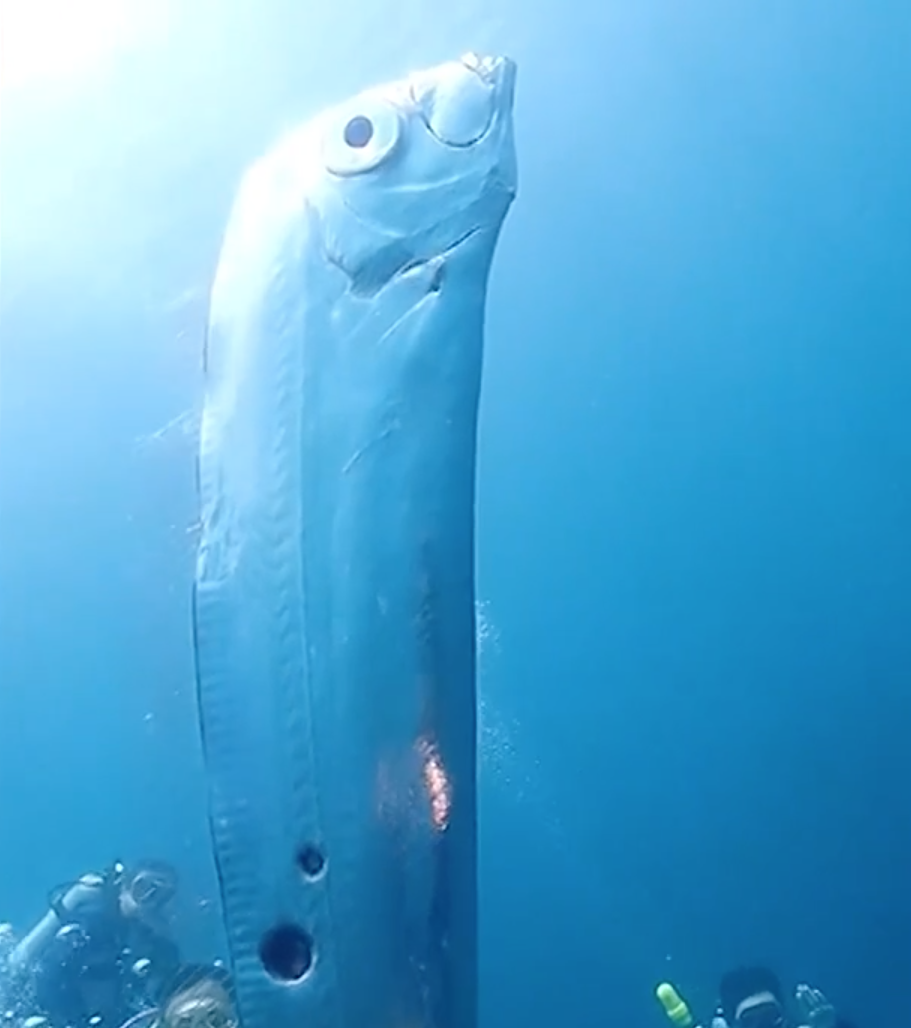 Jarang Berlaku, Penyelam Dipercayai Temui Ikan Dayung Gergasi Di ...