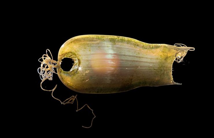 Betul Ke Ikan Jerung Bertelur? Ketahui Fakta Yang Sebenarnya