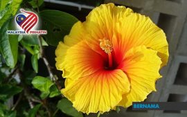 Kenapa Bunga Raya Dipilih Sebagai Bunga Kebangsaan? Ini Sejarahnya Yang ...