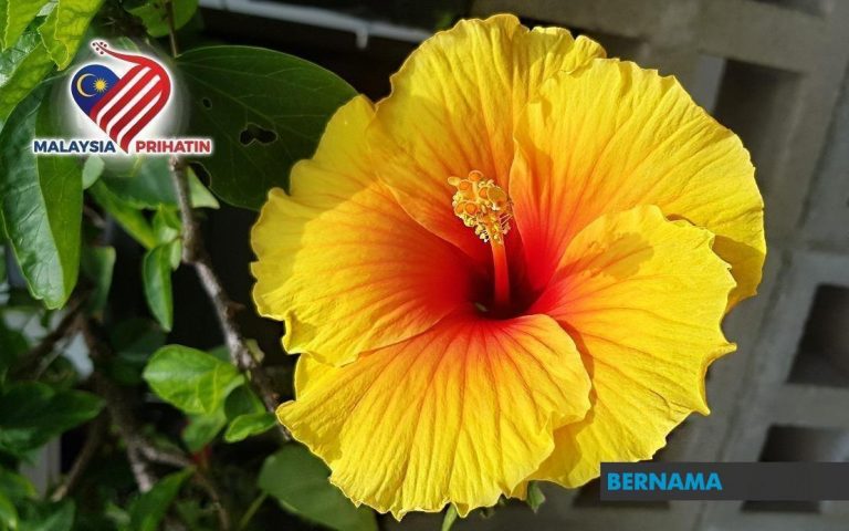 Kenapa Bunga Raya Dipilih Sebagai Bunga Kebangsaan? Ini Sejarahnya Yang ...