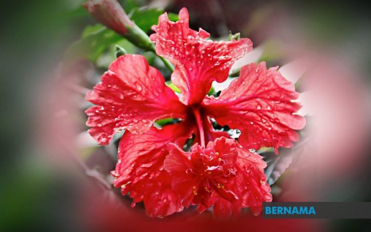 Kenapa Bunga Raya Dipilih Sebagai Bunga Kebangsaan? Ini Sejarahnya Yang Perlu Anda Tahu