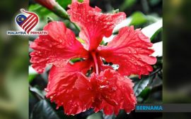Kenapa Bunga Raya Dipilih Sebagai Bunga Kebangsaan? Ini Sejarahnya Yang ...