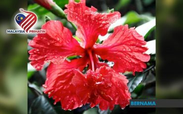 Kenapa Bunga Raya Dipilih Sebagai Bunga Kebangsaan? Ini Sejarahnya Yang ...