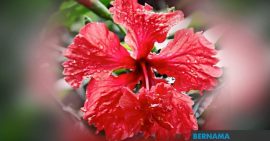 Kenapa Bunga Raya Dipilih Sebagai Bunga Kebangsaan? Ini Sejarahnya Yang ...