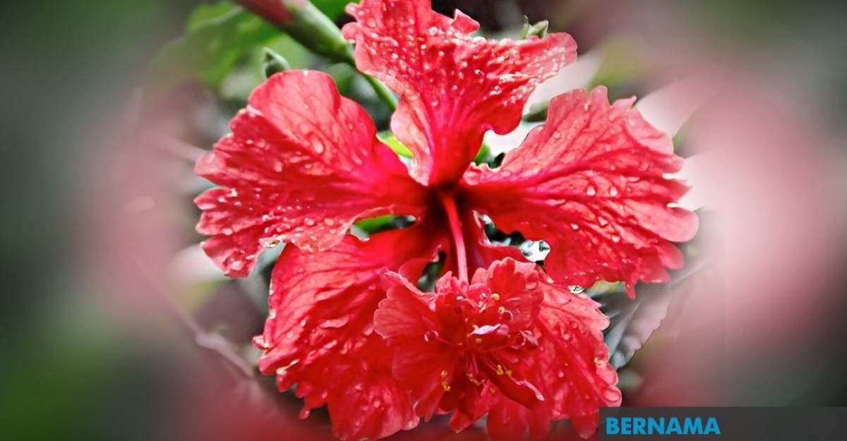 Kenapa Bunga Raya Dipilih Sebagai Bunga Kebangsaan? Ini Sejarahnya Yang ...