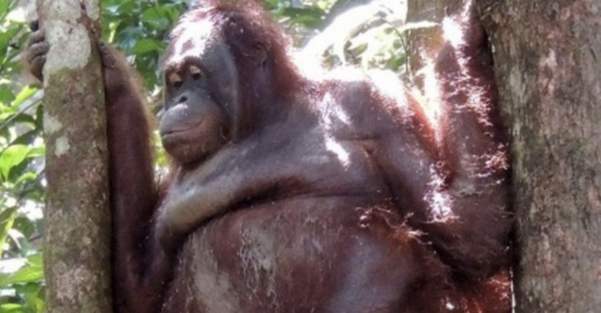 Dirantai Dan Dijadikan Hamba Seks, Orang Utan Bernama Pony Trauma ...